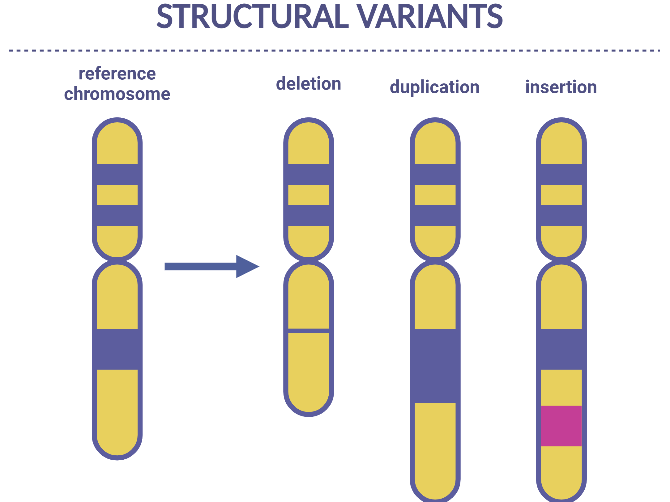 Inherited Structural Variants Linked to Pediatric Cancer - NCI